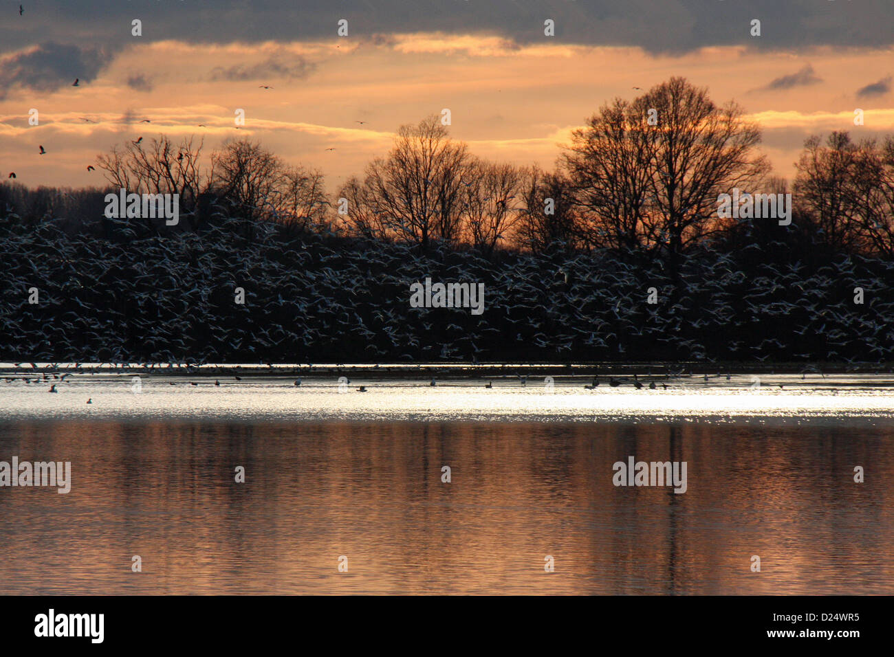 Birds coming into roost at sunset Stock Photo - Alamy