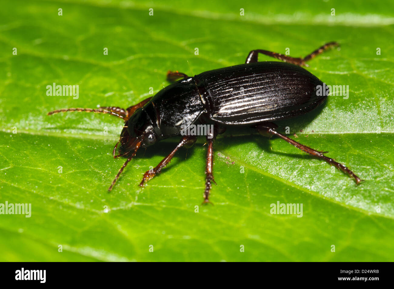 Leaf beetles on leaf hi-res stock photography and images - Alamy