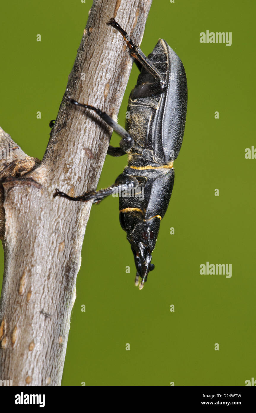 Lesser Stag Beetle (Dorcus parallelipipedus) adult, climbing down twig ...