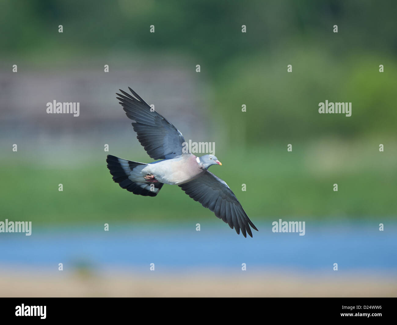 Wood Pigeon In Flight High Resolution Stock Photography and Images - Alamy