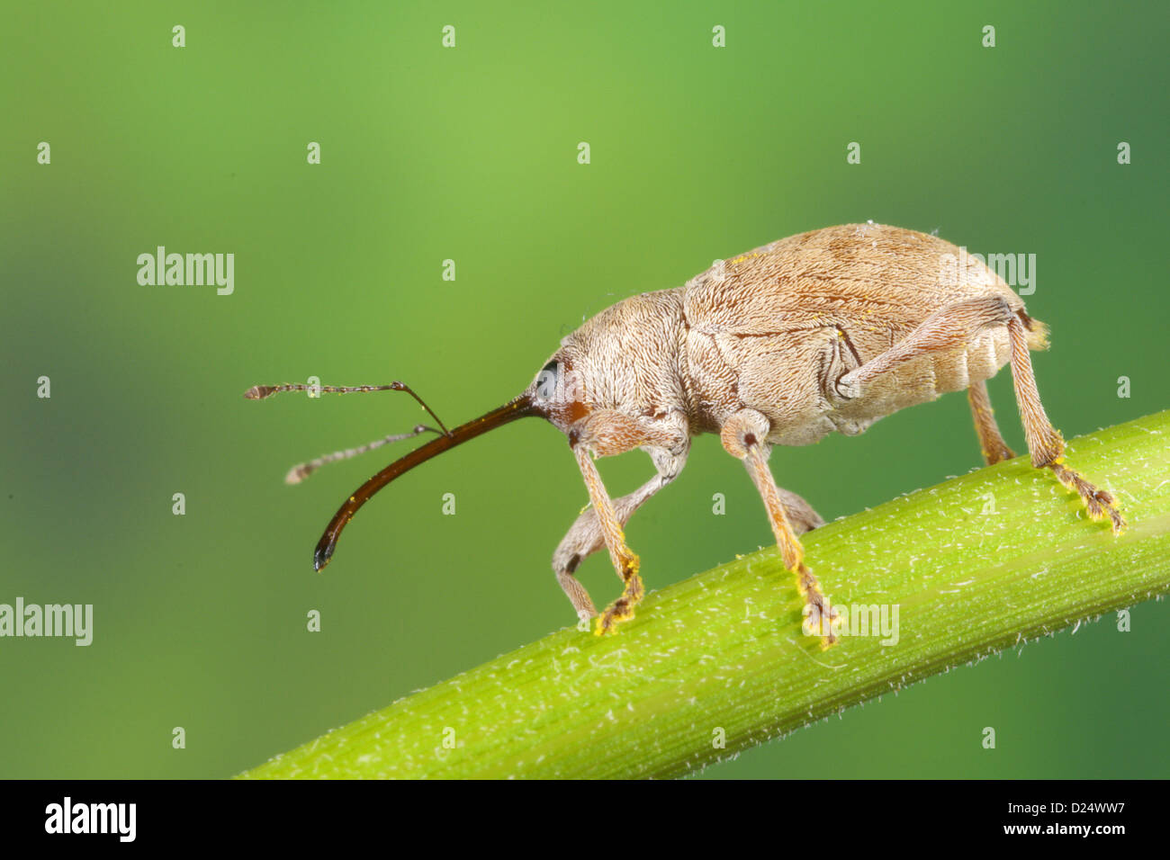 Curculio hi-res stock photography and images - Alamy