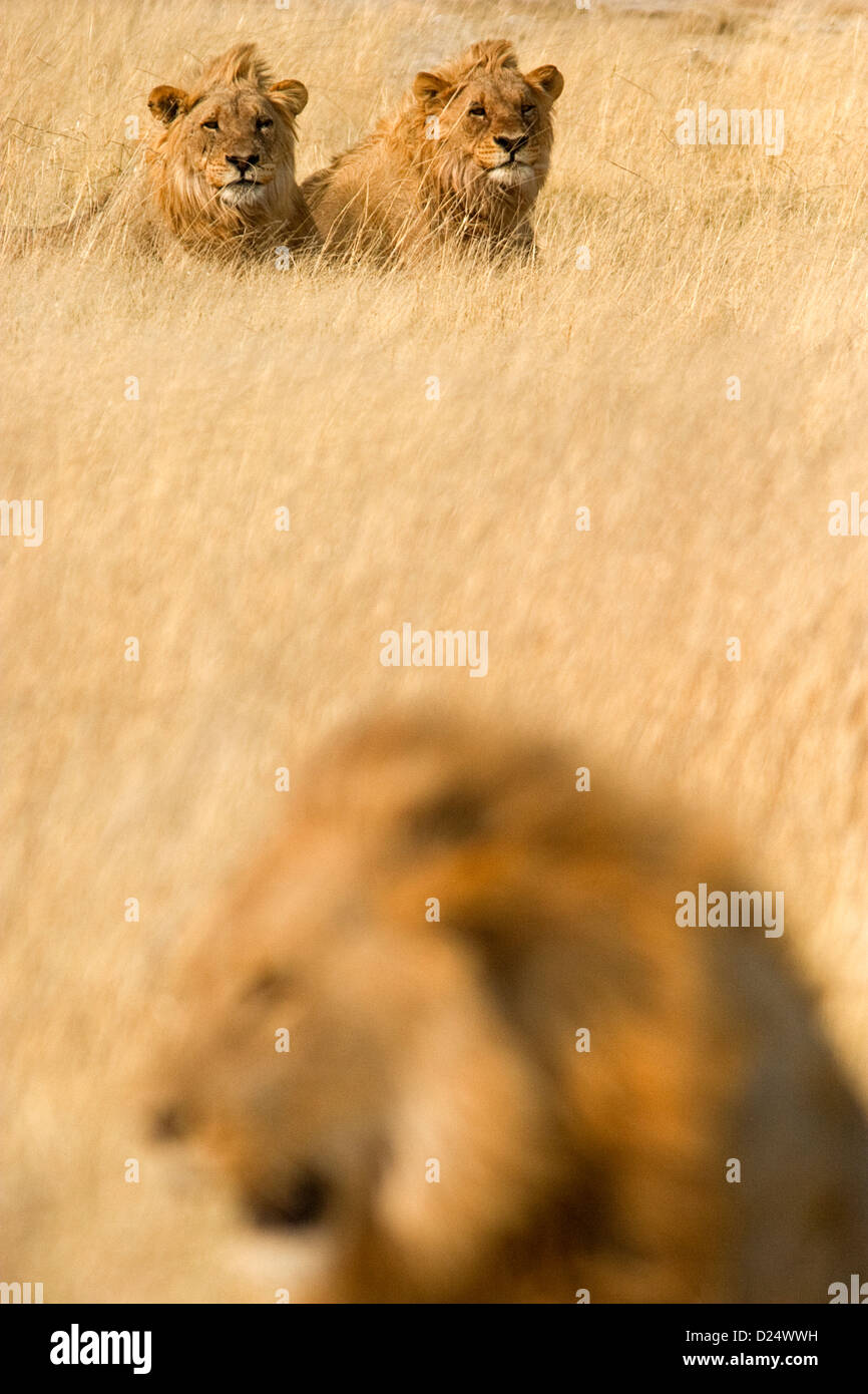 RIVAL LIONS Panthera leo, two male African lions watch as one intruder ...