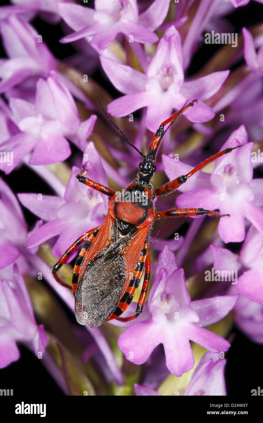 Assassin bug rhinocoris iracundus hi-res stock photography and images ...