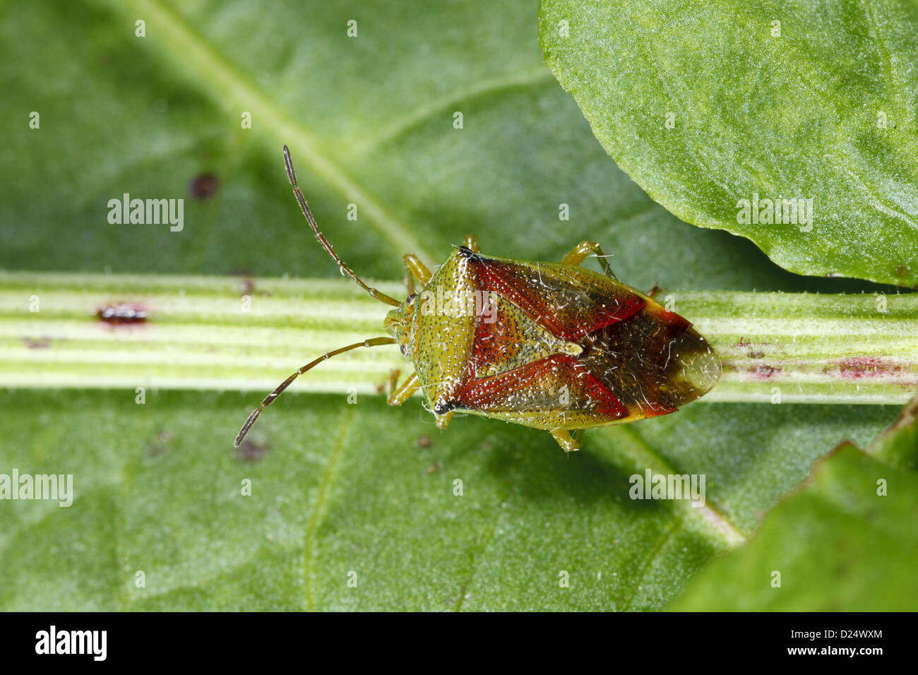Birch Shieldbug (Elasmostethus interstinctus) adult, resting on stem ...