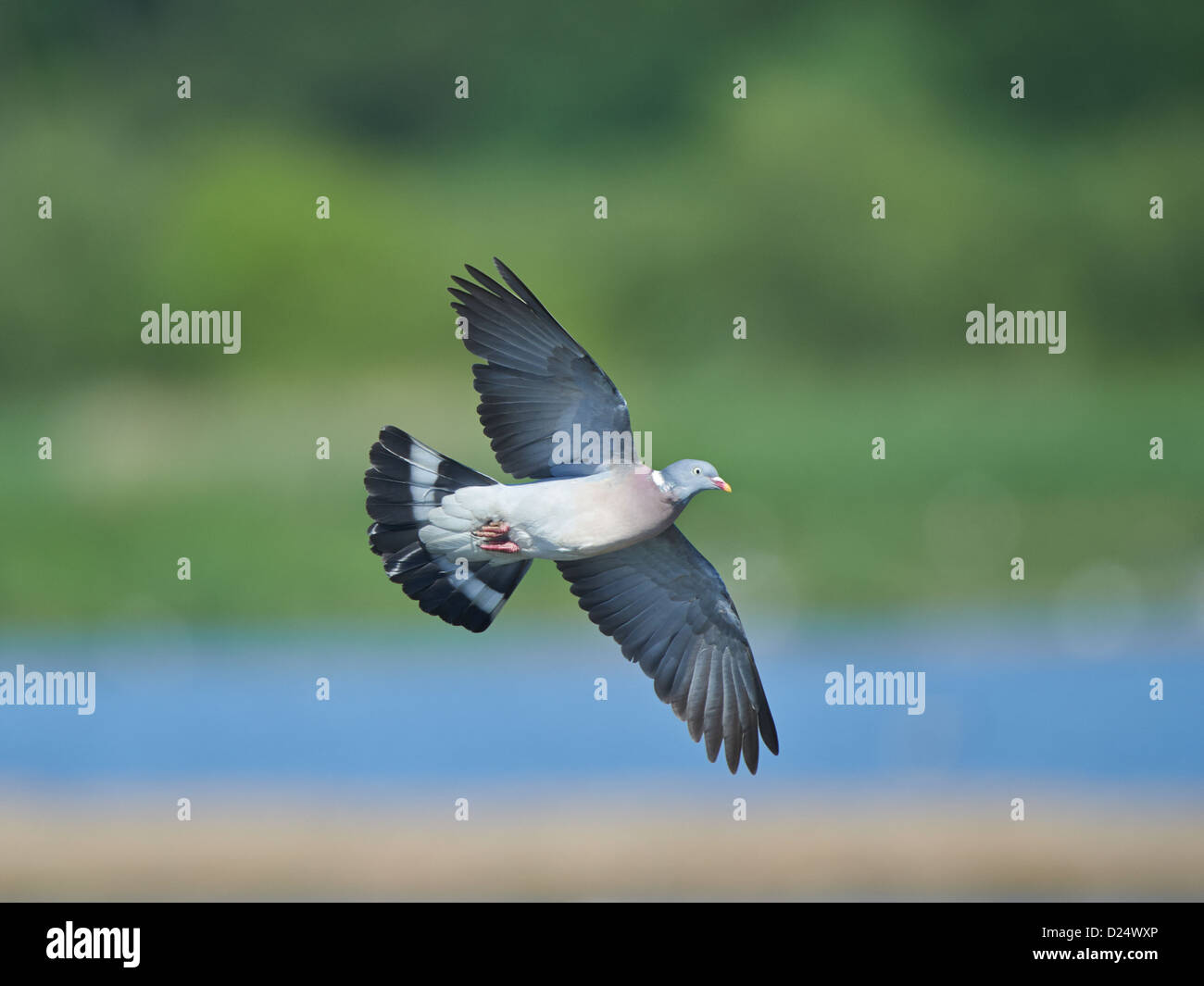 Wood Pigeon in flight Stock Photo - Alamy