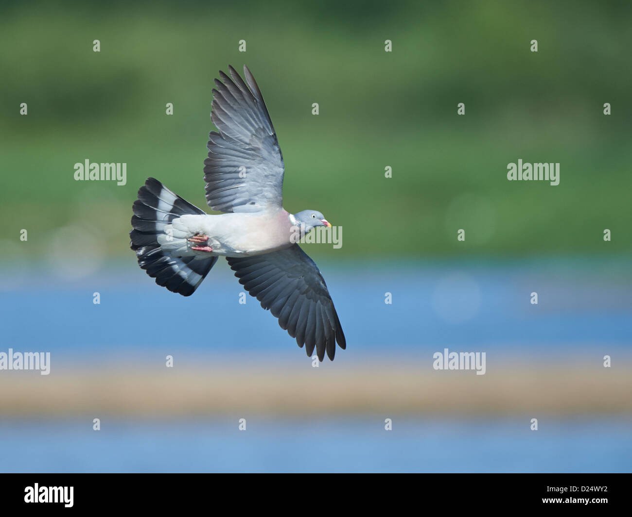 Wood Pigeon in flight Stock Photo - Alamy