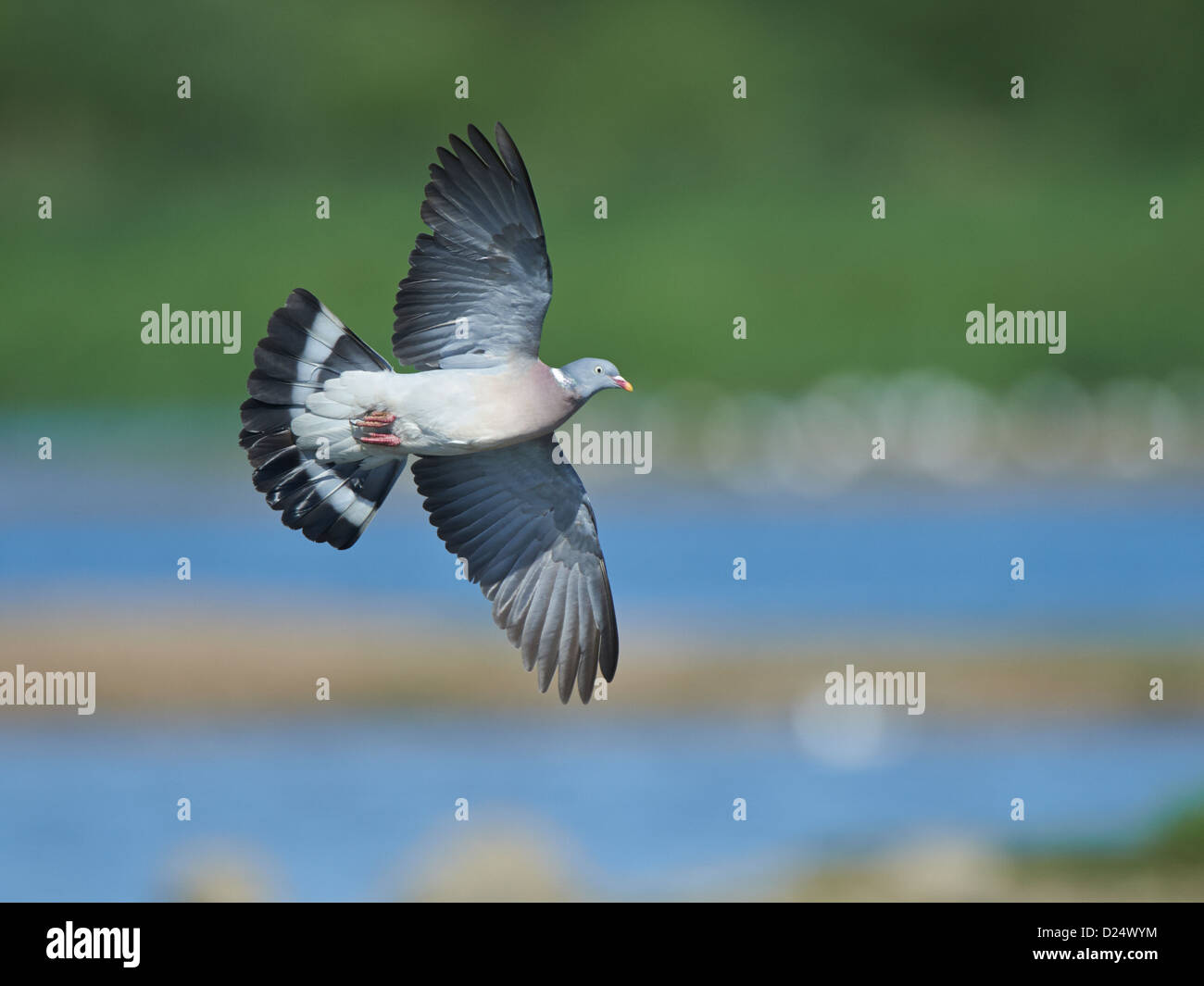 Wood Pigeon in flight Stock Photo - Alamy