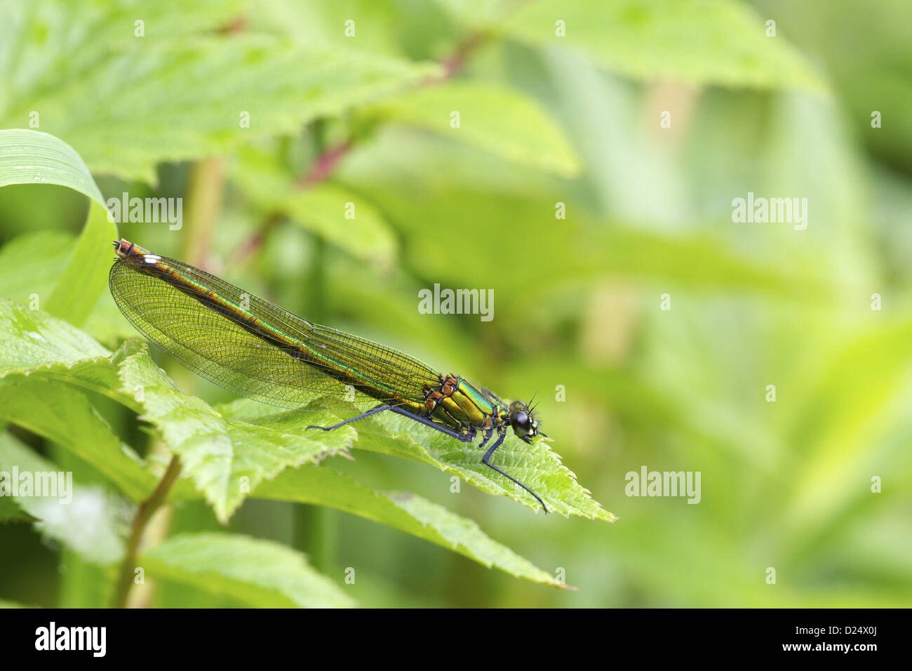 Scottish insects hi-res stock photography and images - Alamy
