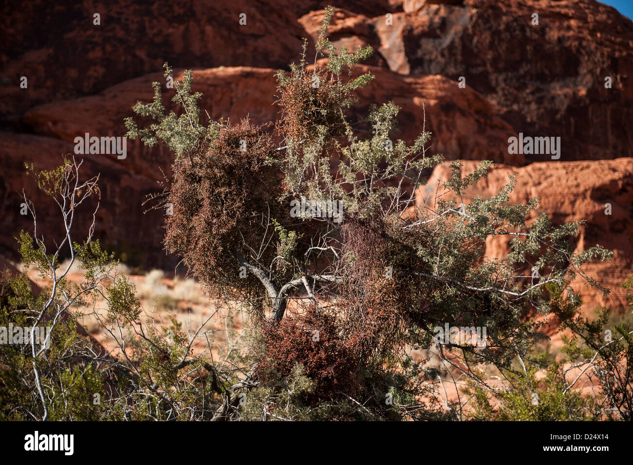 Acacia greggii mojave desert parasite hi-res stock photography and ...