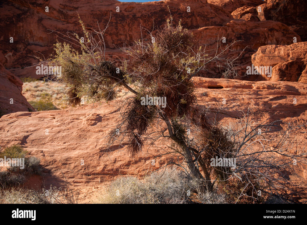 Desert mistletoe parasite hi-res stock photography and images - Alamy