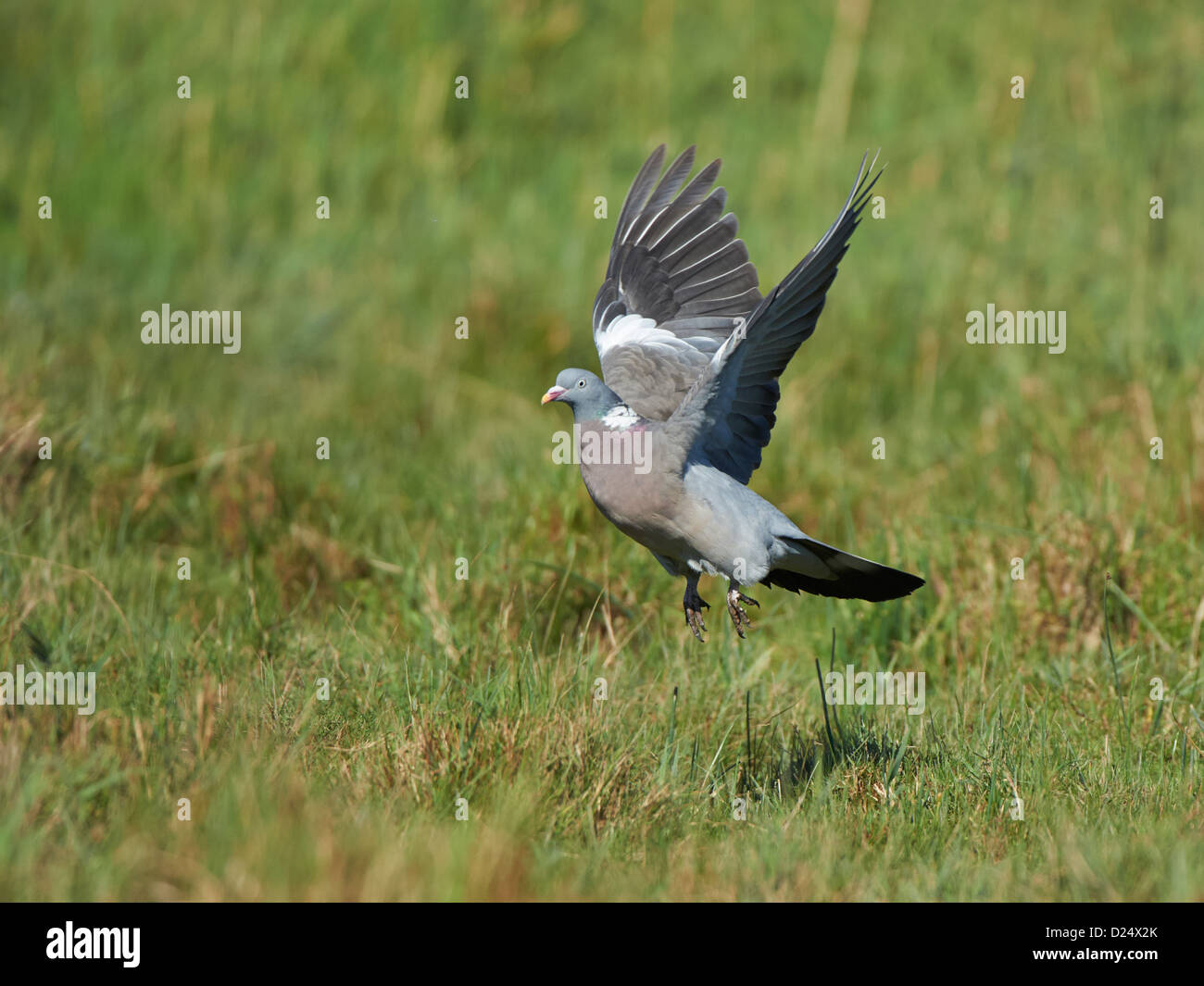 Wood Pigeon in flight Stock Photo - Alamy