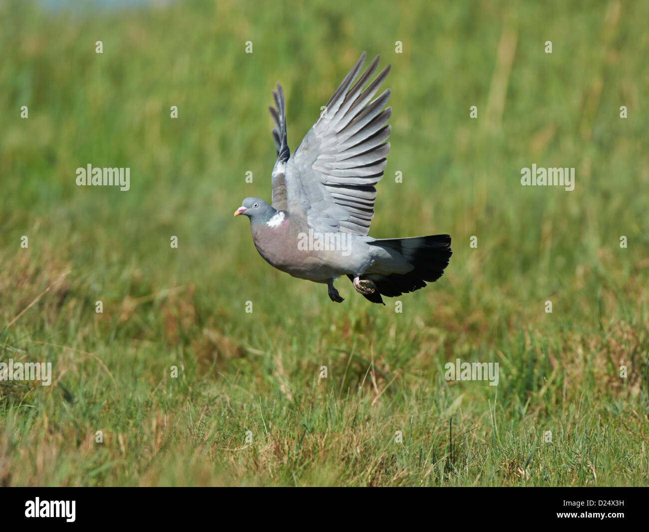 Wood Pigeon in flight Stock Photo - Alamy