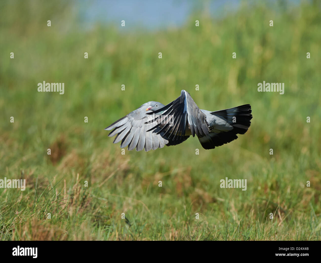 Wood Pigeon in flight Stock Photo - Alamy