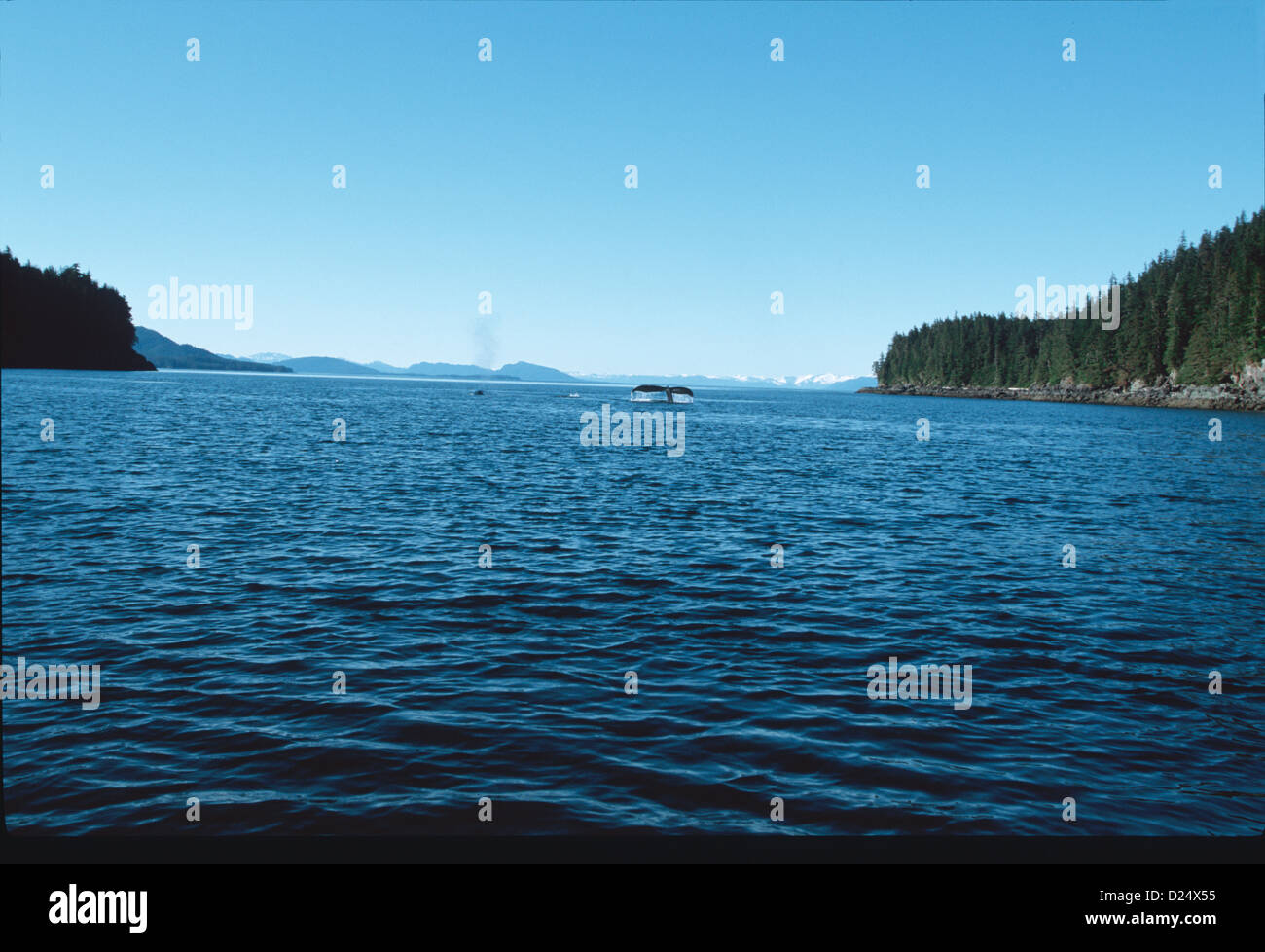 Humpback whale, Frederick Sound, Alaska Stock Photo - Alamy