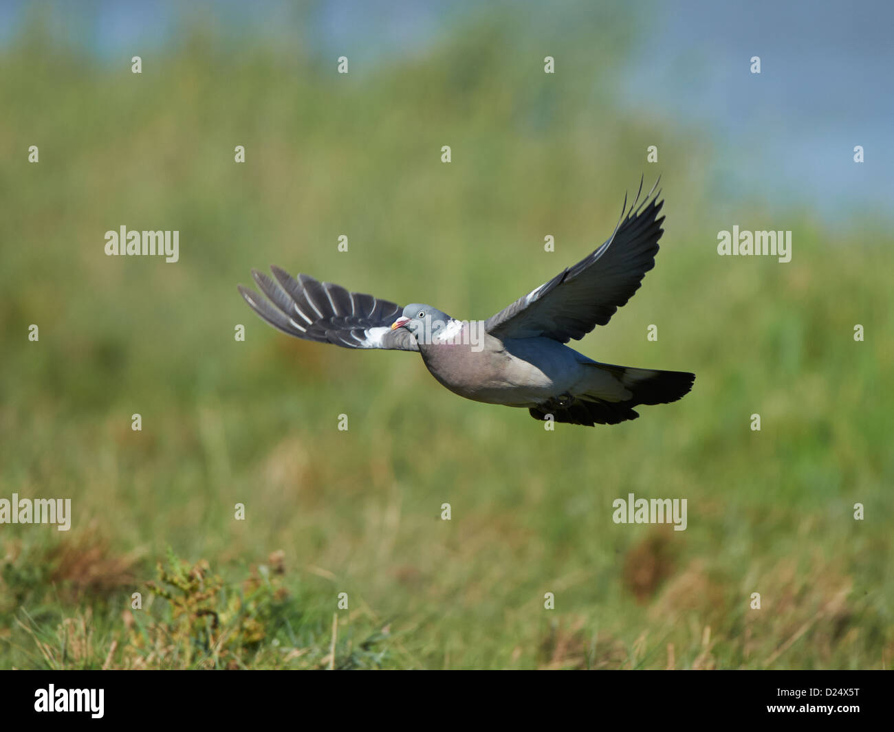 Wood Pigeon In Flight High Resolution Stock Photography and Images - Alamy
