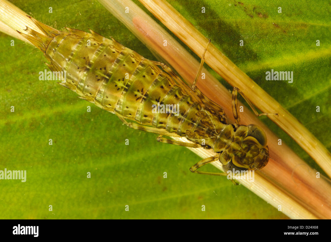 Dragonfly Nymph Water Stock Photos & Dragonfly Nymph Water Stock Images ...