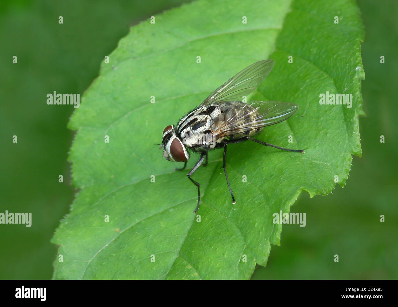 Muscid Fly (Graphomya maculata) adult, resting on leaf, Italy, july ...