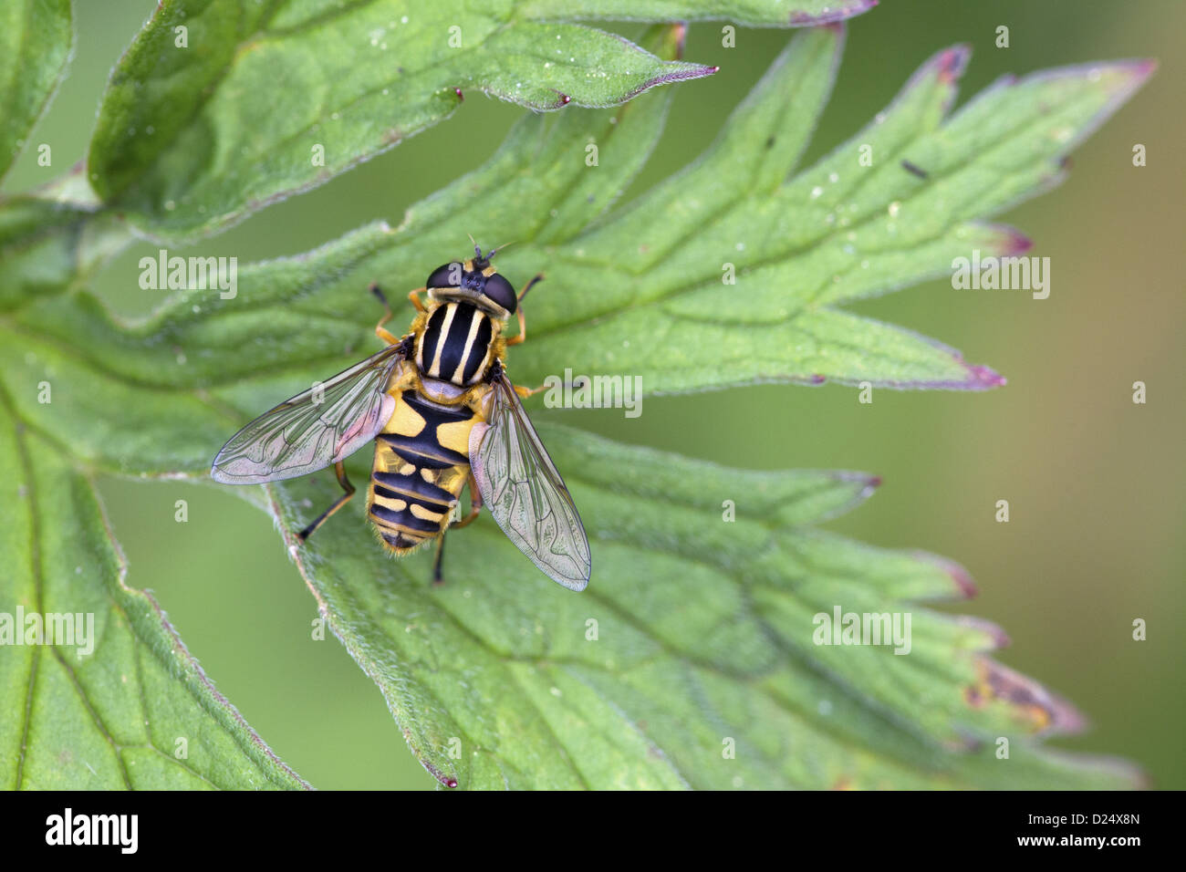 Brindled Hoverfly (Helophilus pendulus) adult, resting on leaf ...