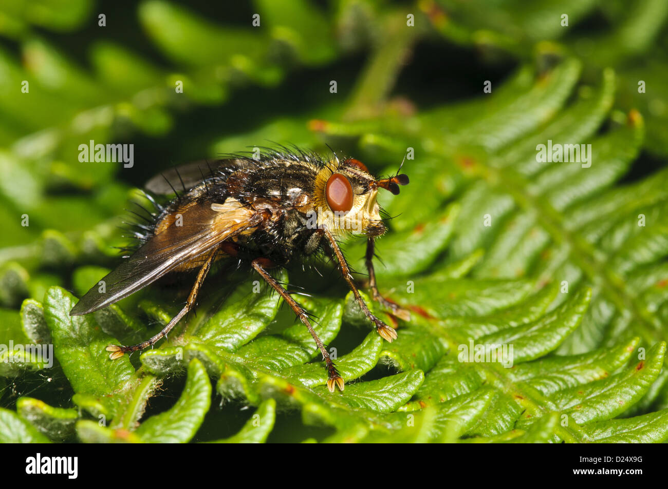 Tachinid Fly (Tachina fera) adult, basking on bracken frond, Southwater ...