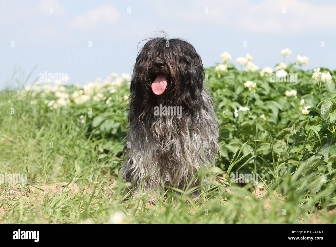 Dutch shepherd sitting hi-res stock photography and images - Alamy