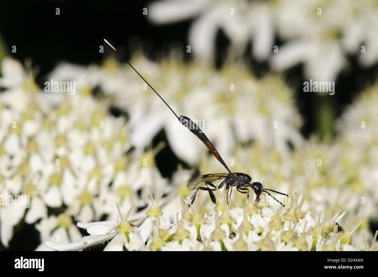Parasitic wasps hi-res stock photography and images - Alamy