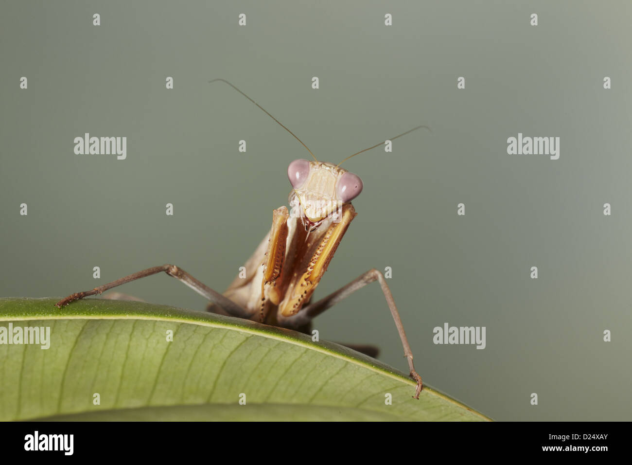 African Praying Mantis (Sphodromantis lineola) adult, resting on leaf ...