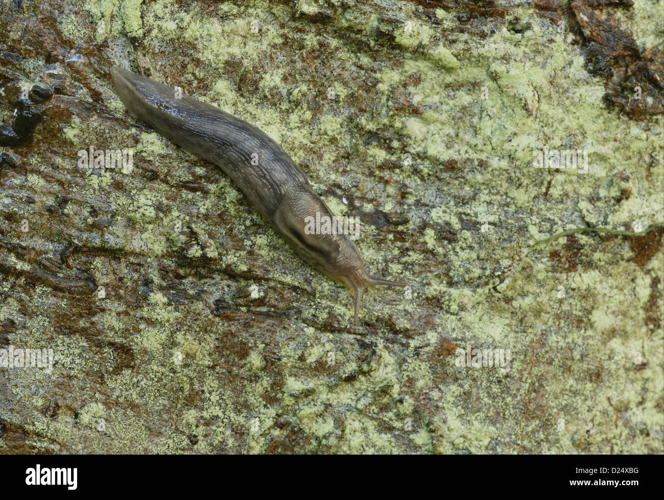 Terrestrial slug hi-res stock photography and images - Alamy