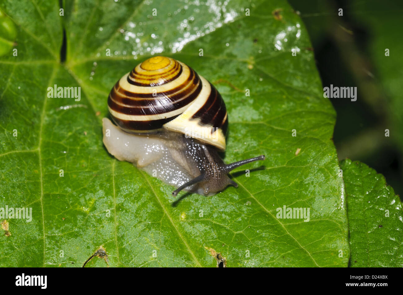 White lipped snail uk hi-res stock photography and images - Alamy