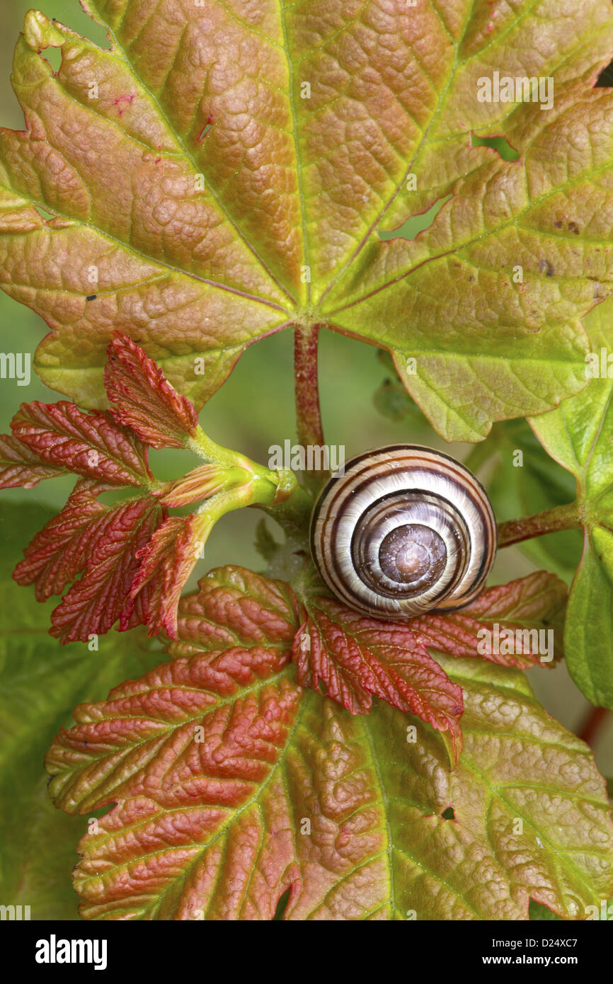 Brown lipped grove banded snails nemoralis hi-res stock photography and ...