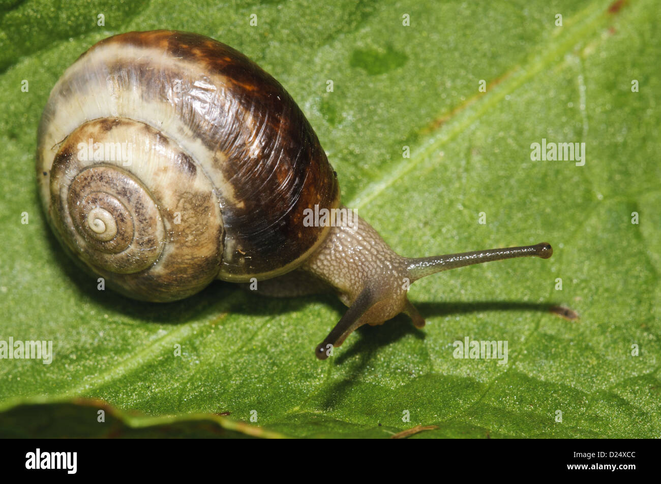 Kentish Snail (Monacha cantiana) adult, crawling on leaf, Priory Water ...