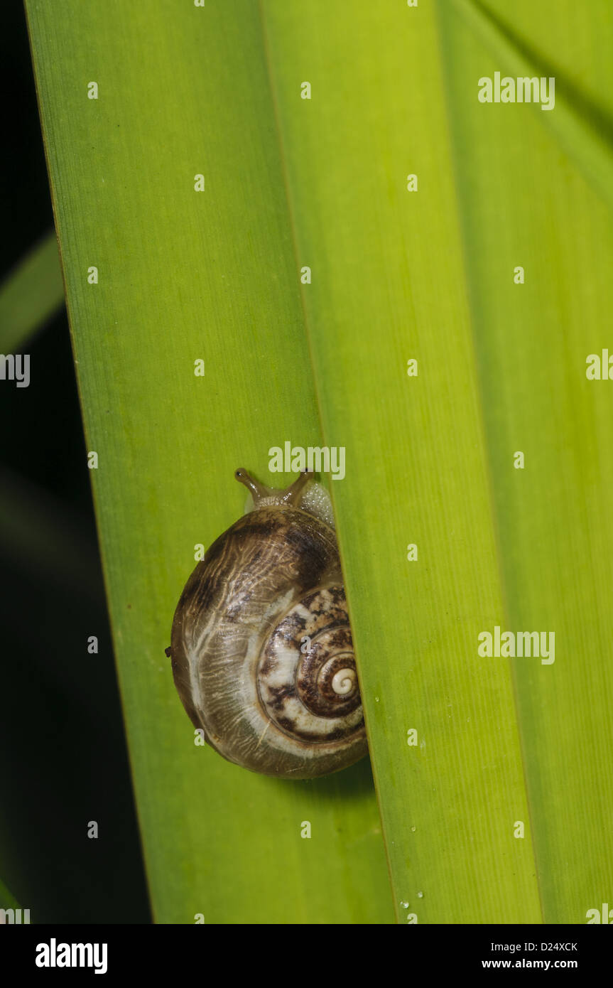 Kentish Snail (Monacha cantiana) adult resting on Common Reed ...