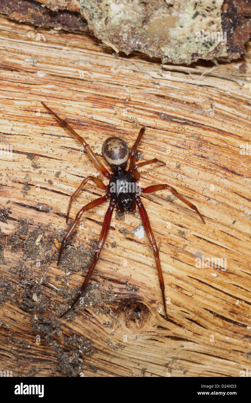 False Widow Spider (Steatoda nobilis) introduced species, adult, on log ...