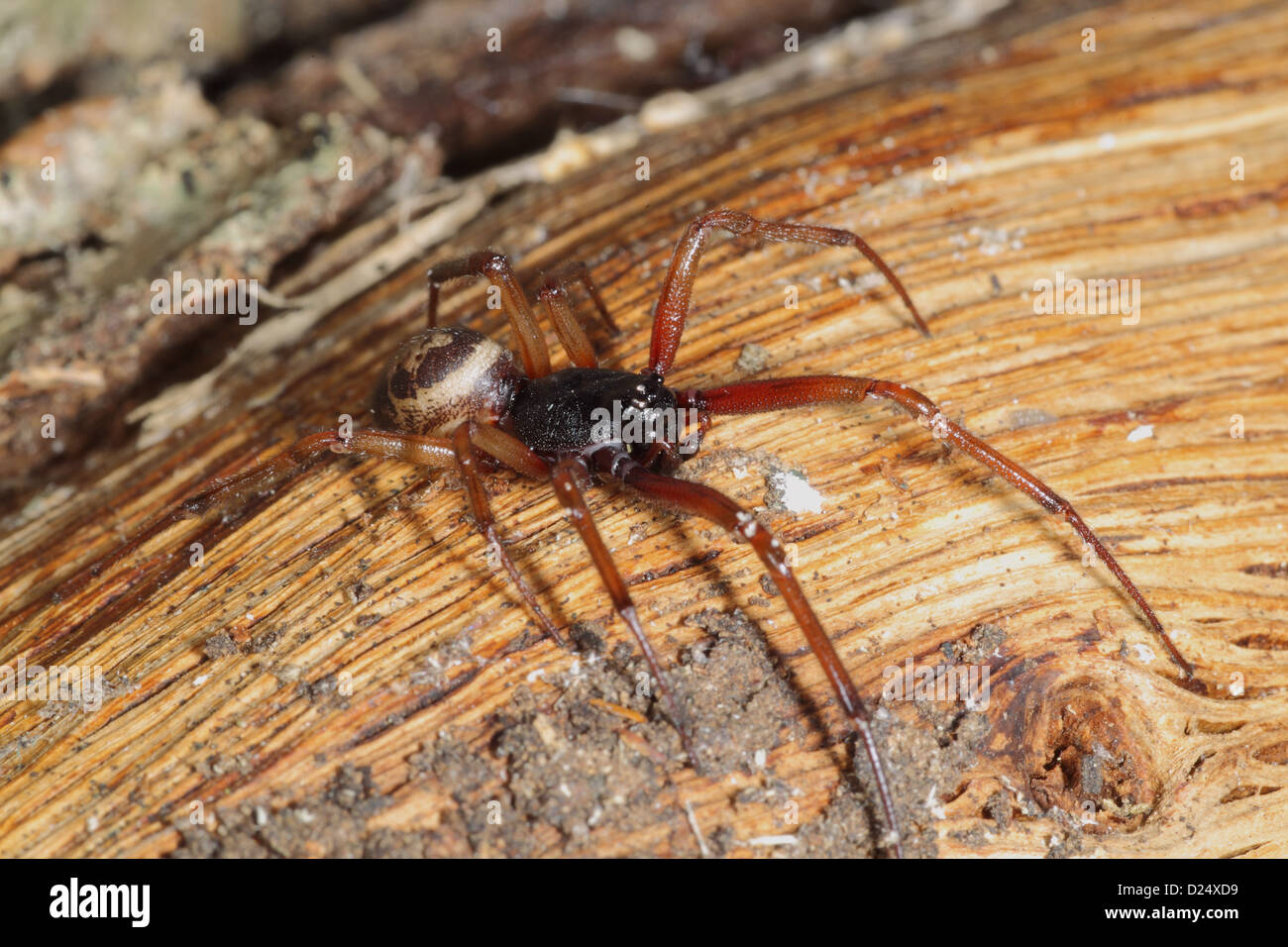 False Widow Spider (Steatoda nobilis) introduced species, adult, on log ...