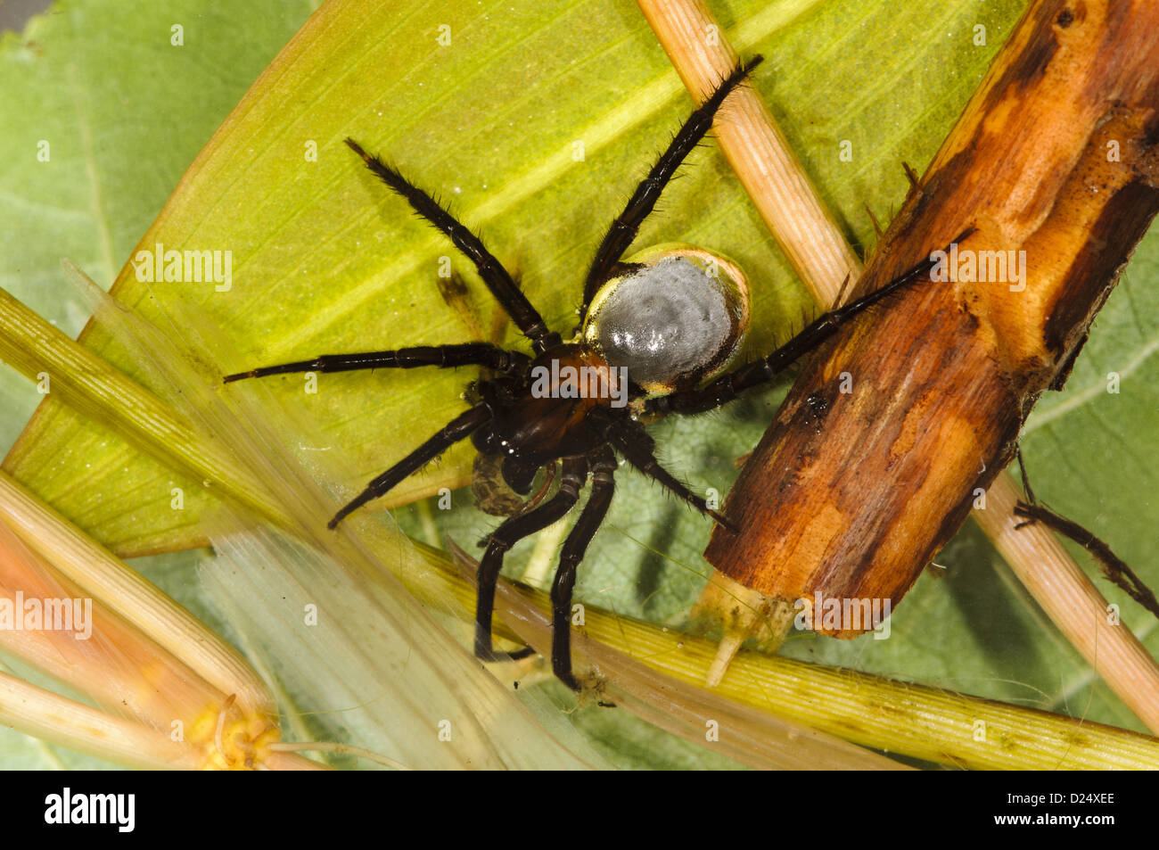 Diving bell spider hi-res stock photography and images - Alamy