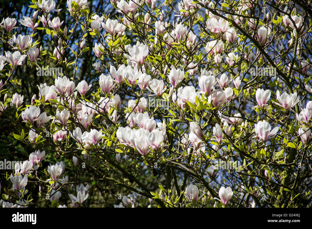 Glorious spring flower hi-res stock photography and images - Alamy