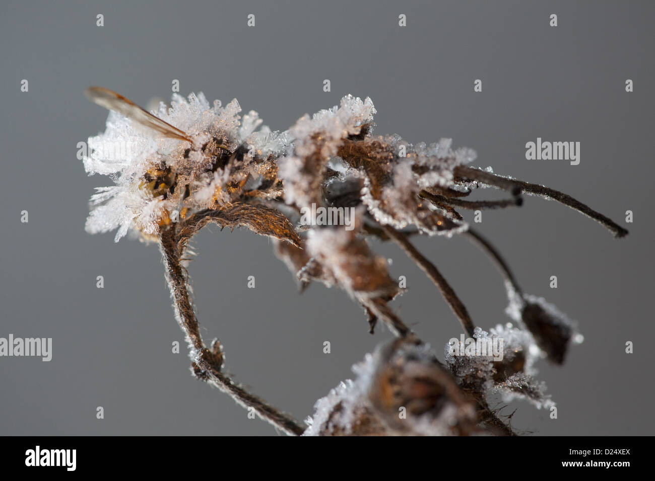 Insects frost uk hi-res stock photography and images - Alamy