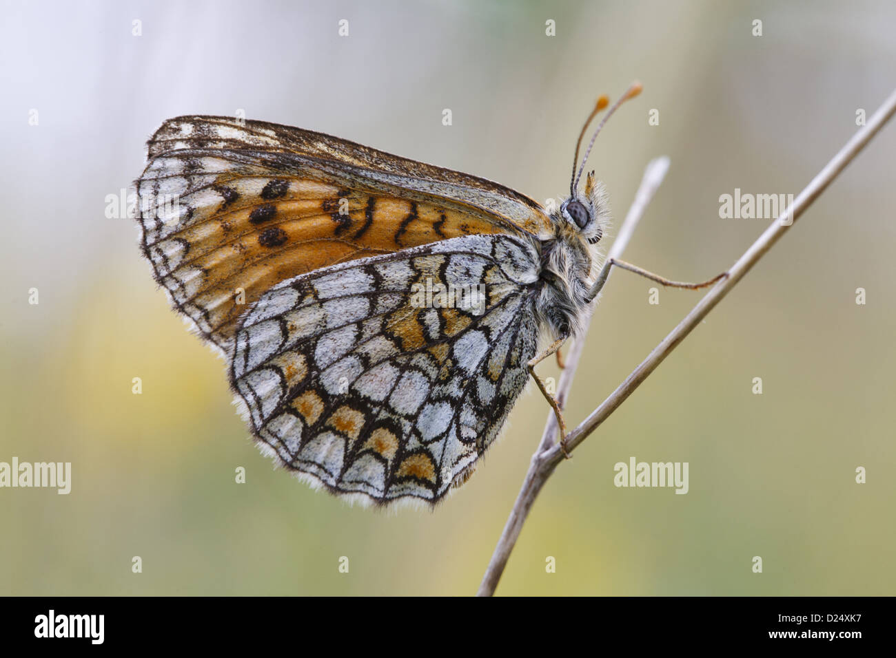 Western meadow fritillary hi-res stock photography and images - Alamy