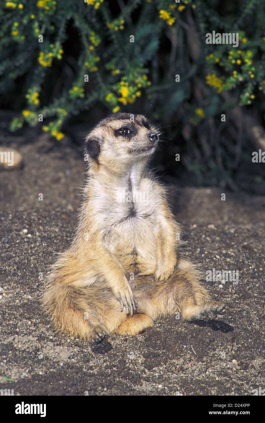 Mongoose and teeth hi-res stock photography and images - Alamy