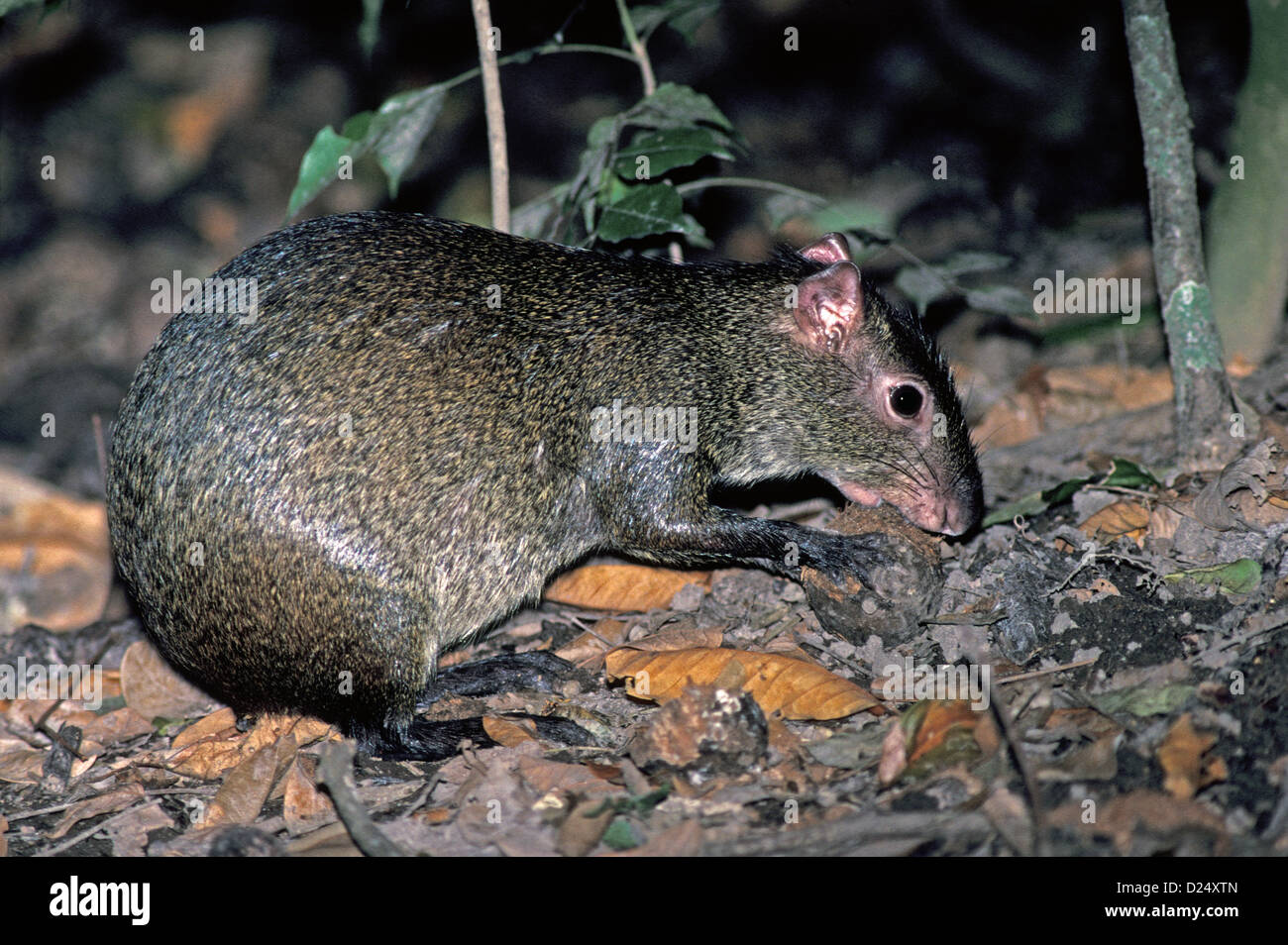 Black agouti hi-res stock photography and images - Alamy