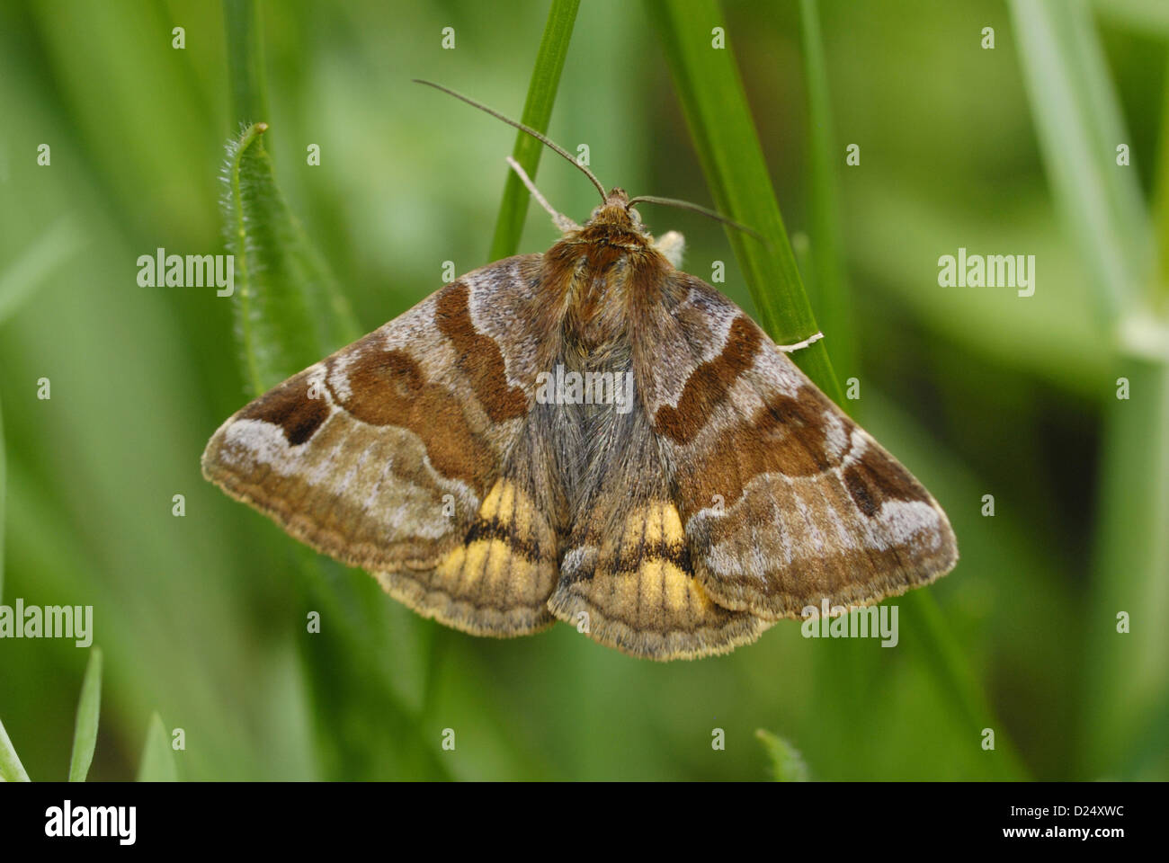 Burnet Companion Moth (Euclidia glyphica) adult, resting on grass in ...
