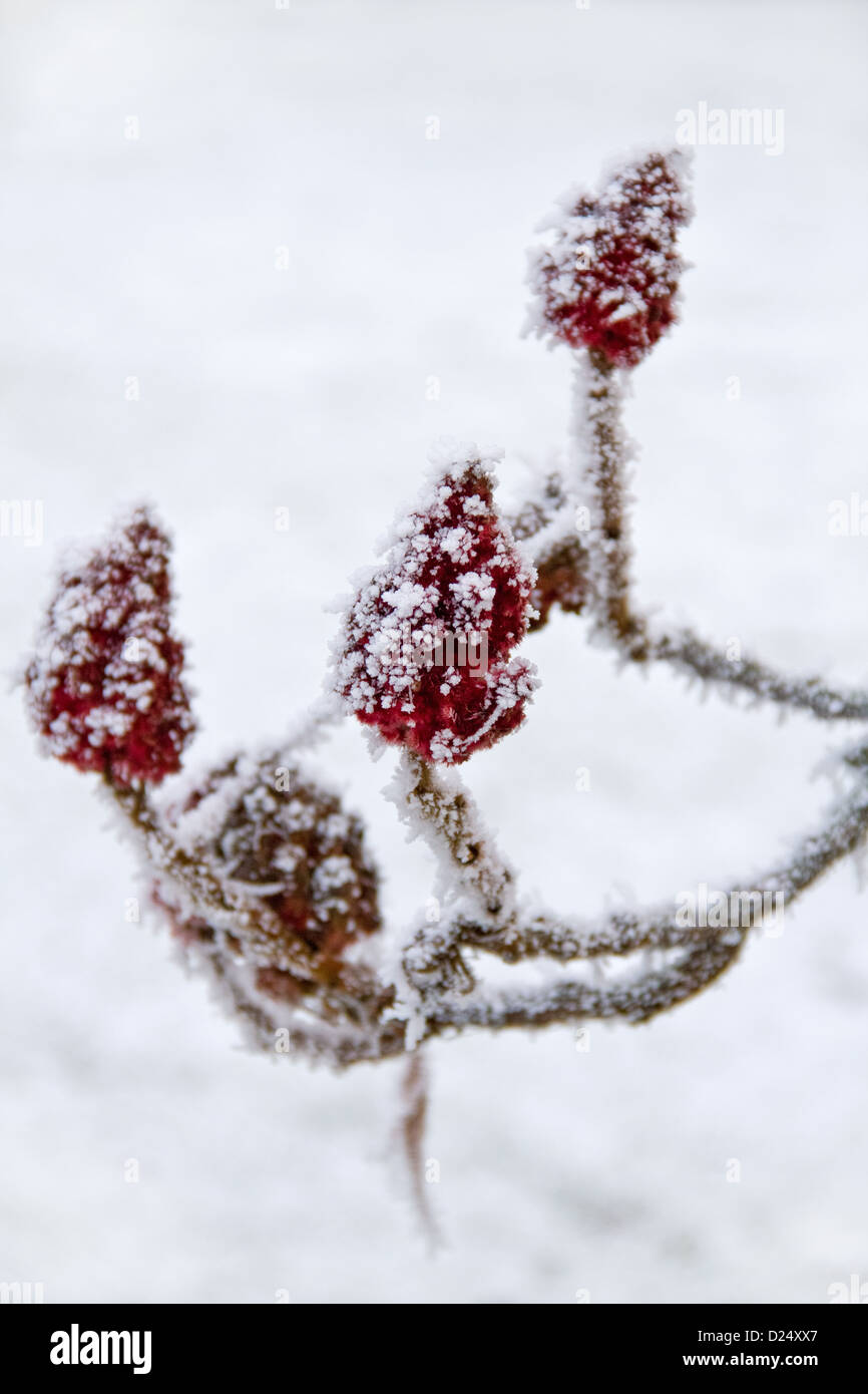 Rhus typhina stag horn sumach hi-res stock photography and images - Alamy