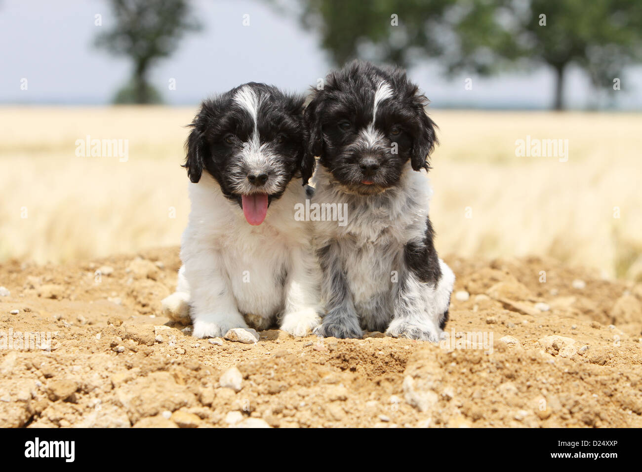 Dog Schapendoes / Dutch Sheepdog two puppies different colors sitting ...