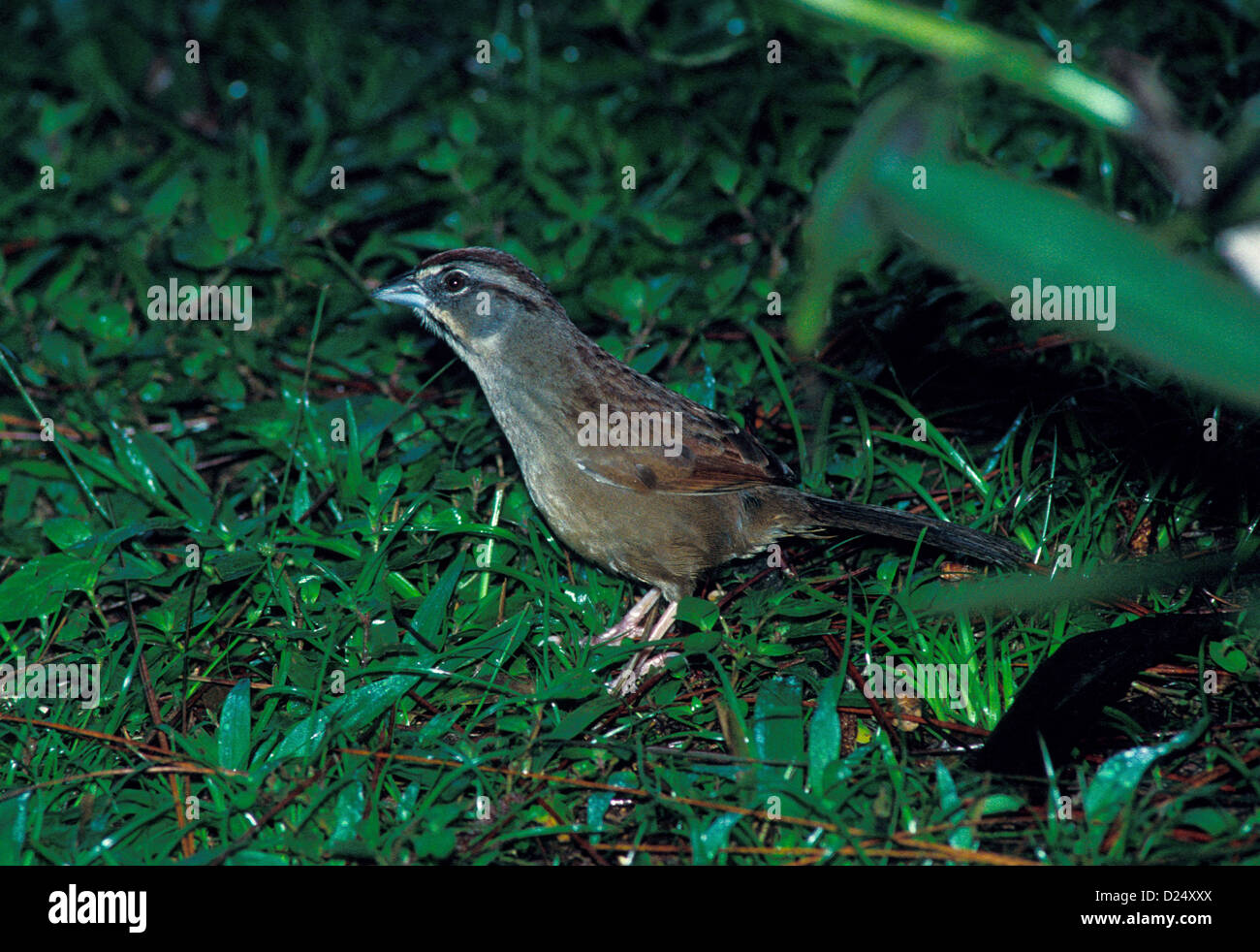 Rusty Sparrow Aimophila rufescens Mountain Pine Ridge, Belize January ...