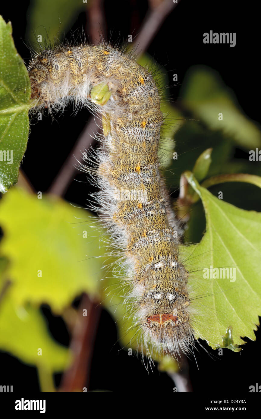 December Moth (Poecilocampa populi) final instar larva, feeding on ...