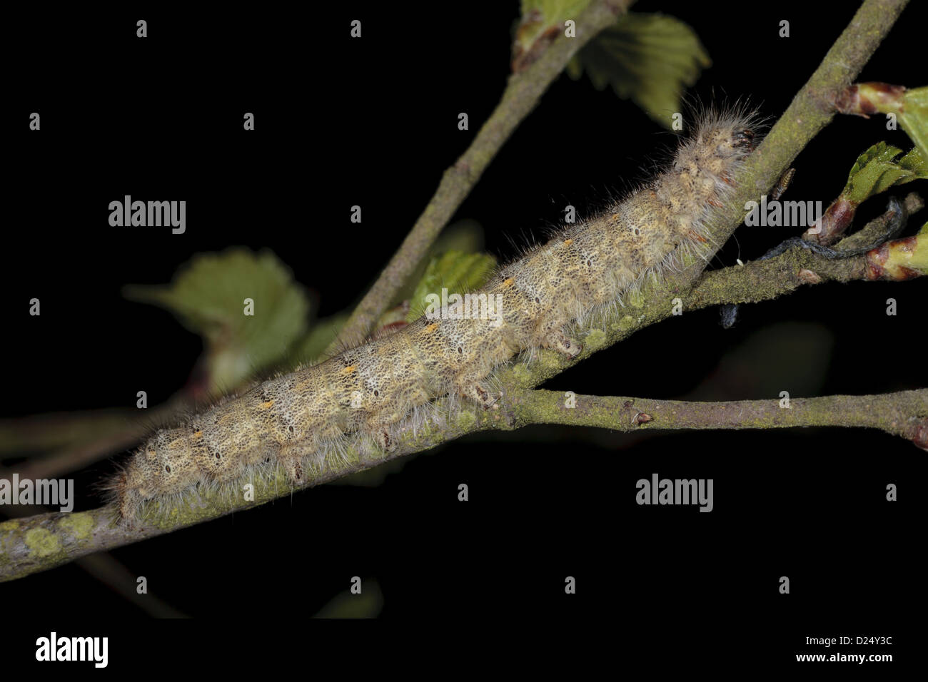 December Moth (Poecilocampa populi) final instar larva, resting on ...