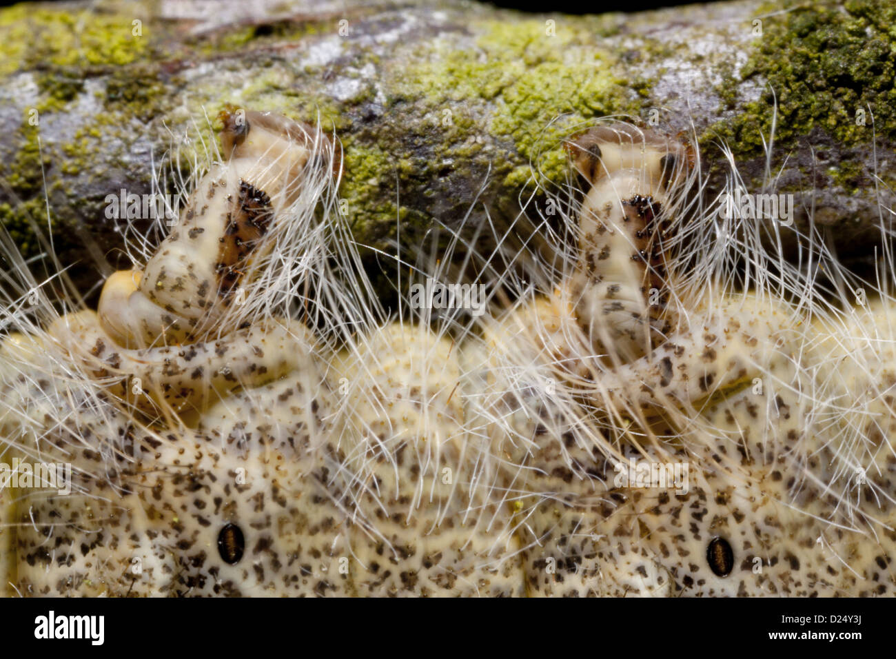 Spiracle insect hi-res stock photography and images - Alamy