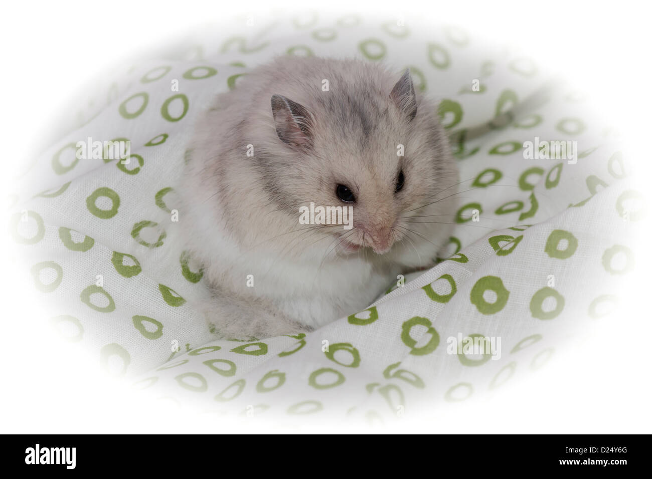 A cute little hamster having a clean Stock Photo - Alamy