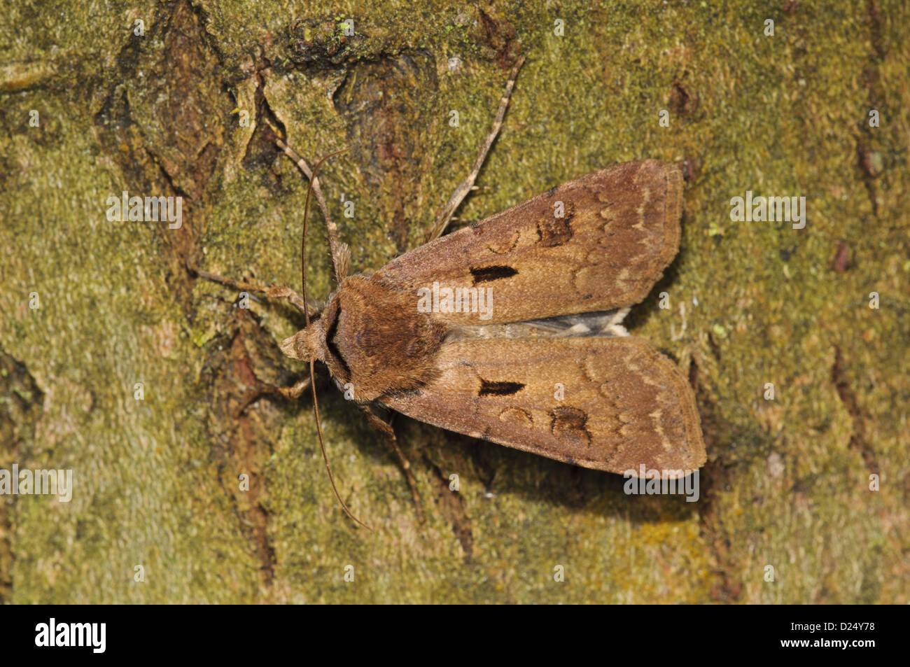 Agrotis hi-res stock photography and images - Alamy