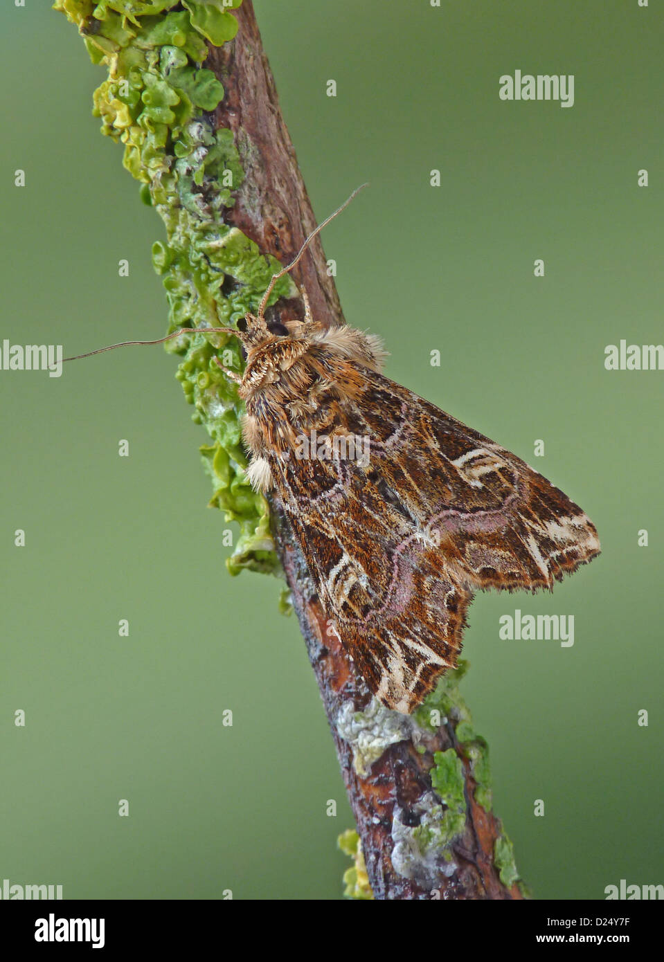 Latin Moth (Callopistria juventina) adult, resting on lichen covered ...
