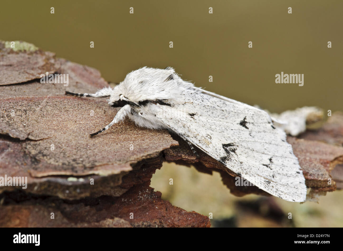 Miller moths hi-res stock photography and images - Alamy